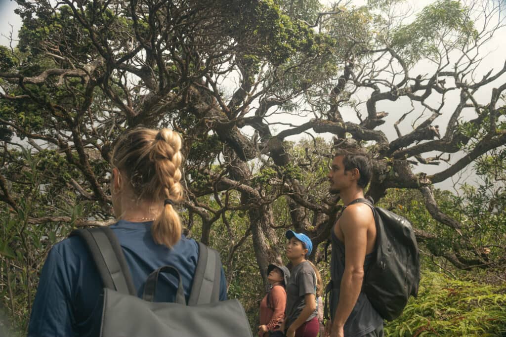 Restoring Pia Valley, One Plant At A Time - Eagle Eye