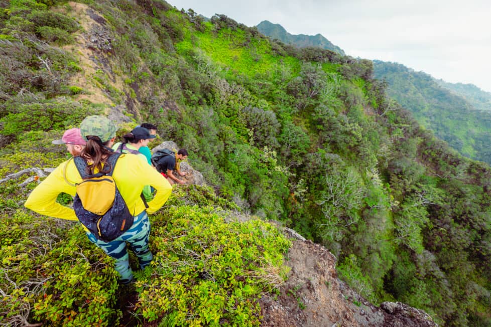 Restoring Pia Valley, One Plant At A Time – Eagle Eye